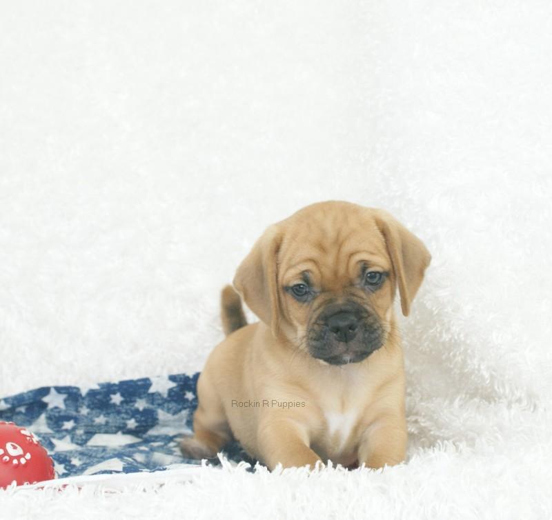 Manny Puggle: Rockin R Puppies