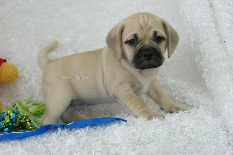 Marcus Puggle: Rockin R Puppies