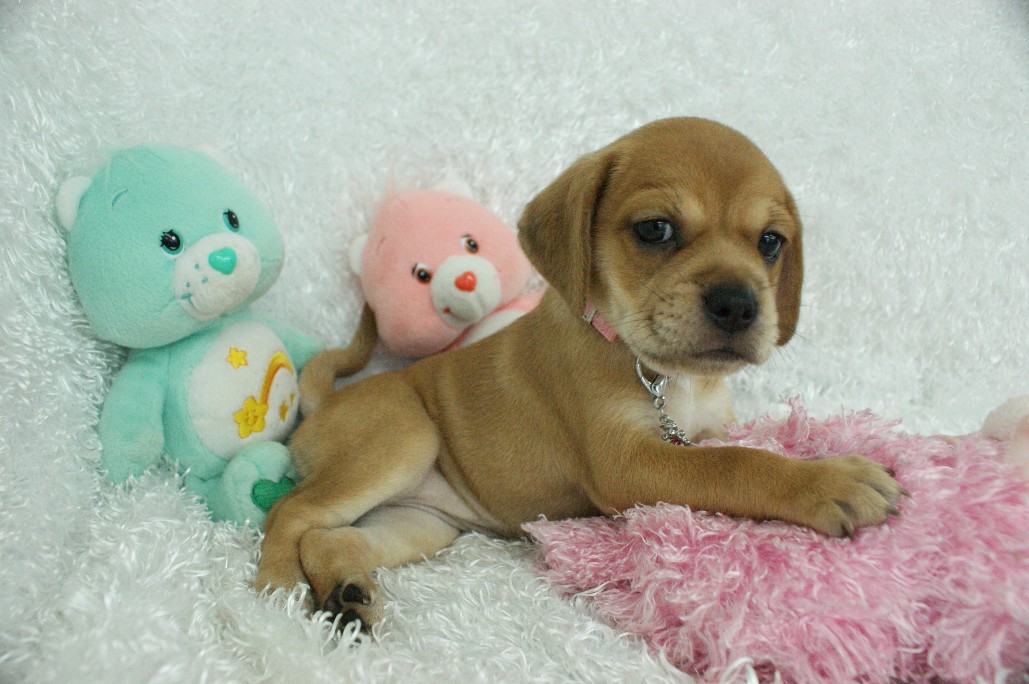 Marshmallow Puggle: Rockin R Puppies