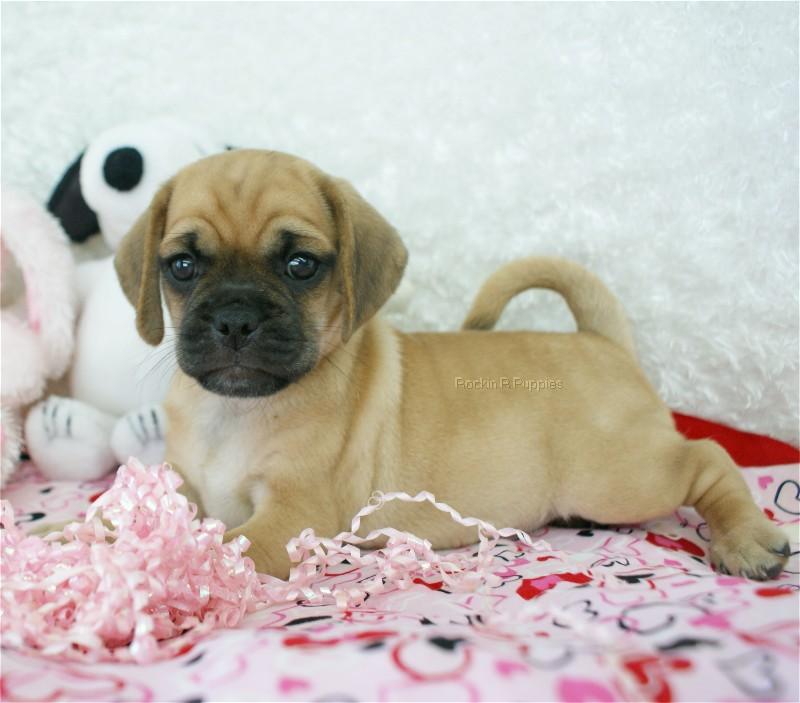 Maxie Puggle: Rockin R Puppies