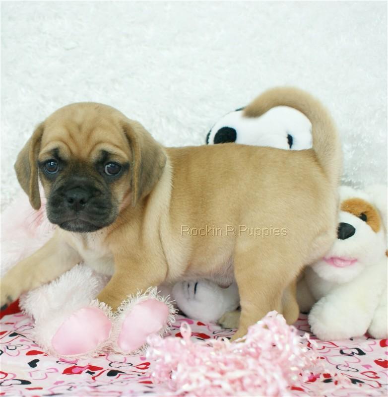 Maxie Puggle: Rockin R Puppies