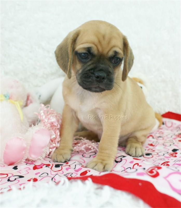 Maxie Puggle: Rockin R Puppies