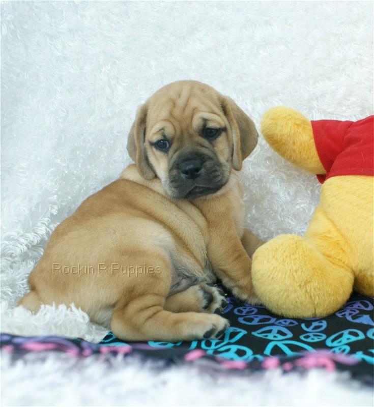 Mello Puggle: Rockin R Puppies