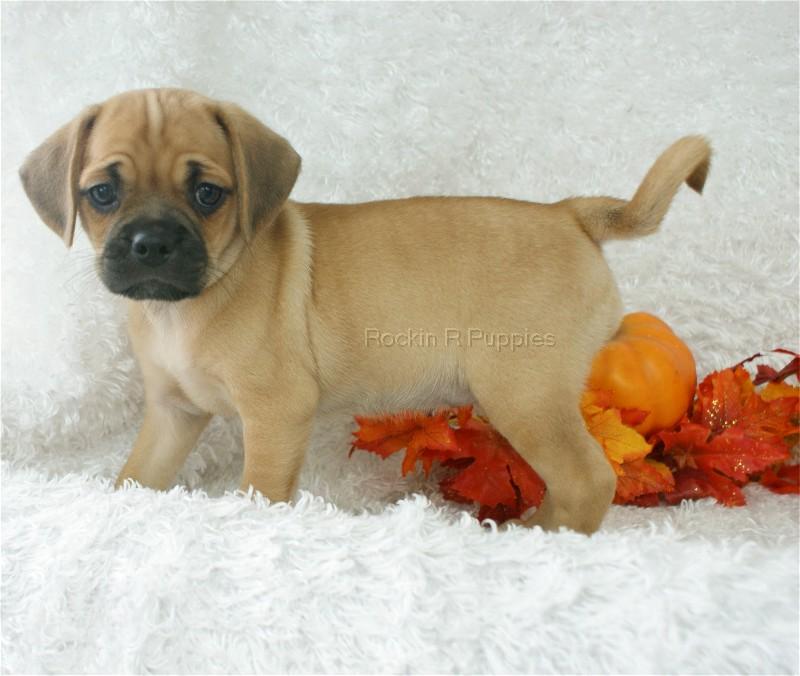 Mika Puggle: Rockin R Puppies