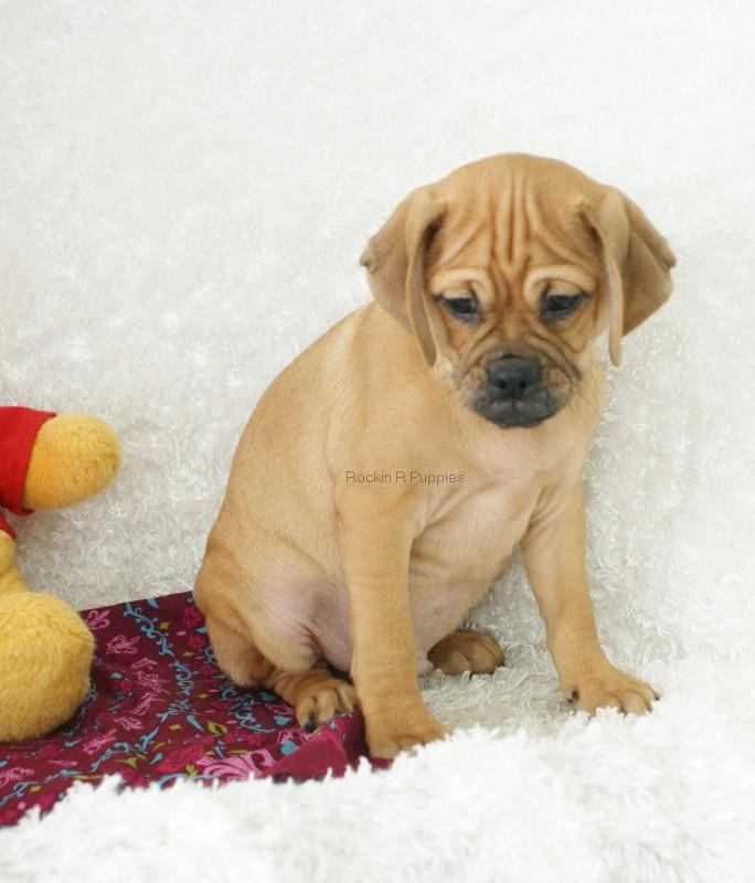 Mikko Puggle: Rockin R Puppies
