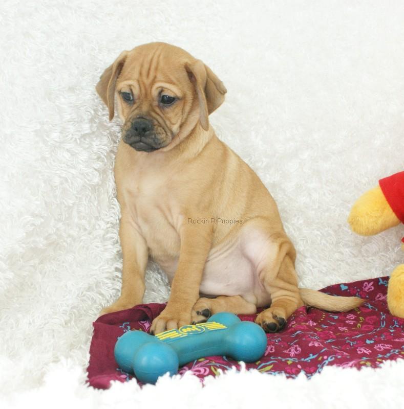 Mikko Puggle: Rockin R Puppies