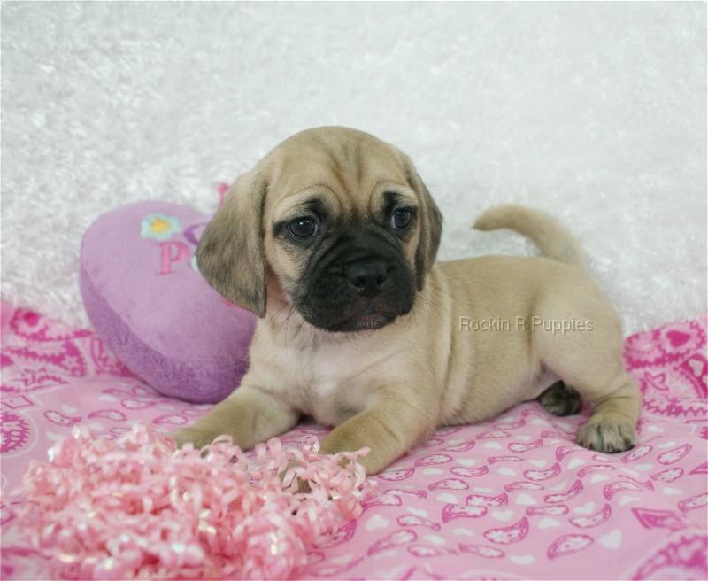 Mini Puggle: Rockin R Puppies