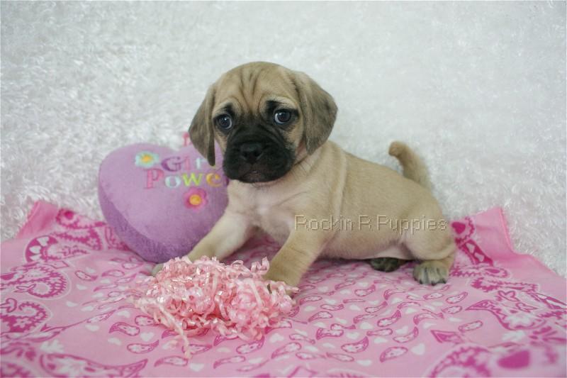 Mini Puggle: Rockin R Puppies