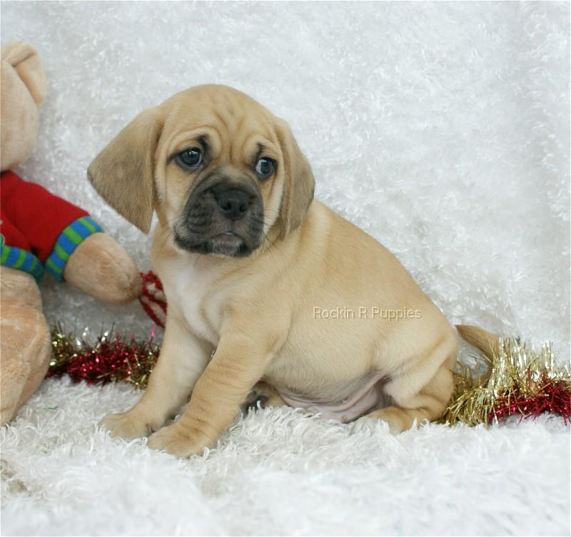Mistletoe Puggle: Rockin R Puppies