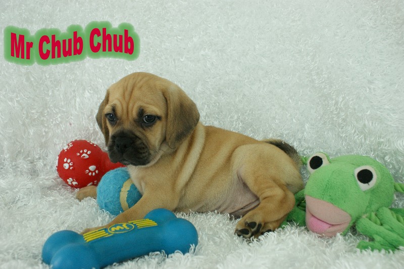 Mr. Chub Chub Puggle: Rockin R Puppies