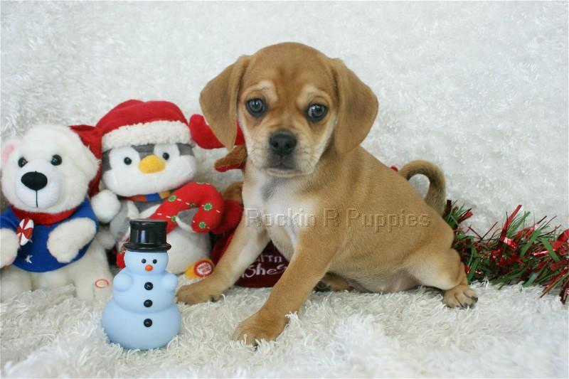 Noel Puggle: Rockin R Puppies