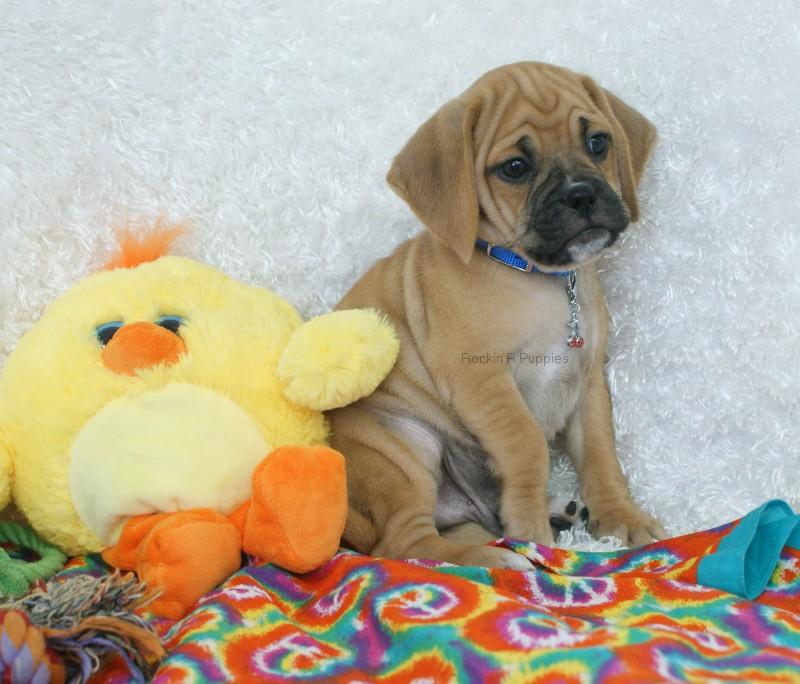 Packer Puggle: Rockin R Puppies