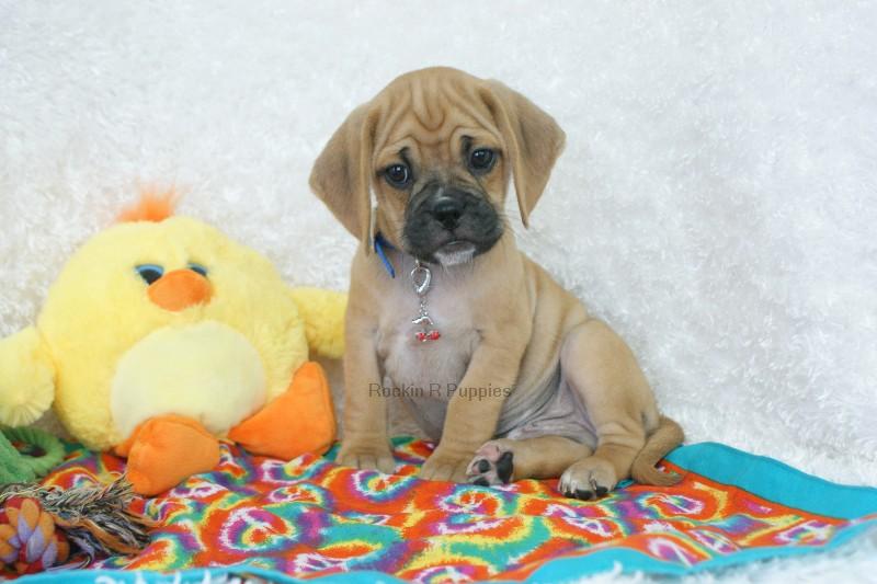Packer Puggle: Rockin R Puppies
