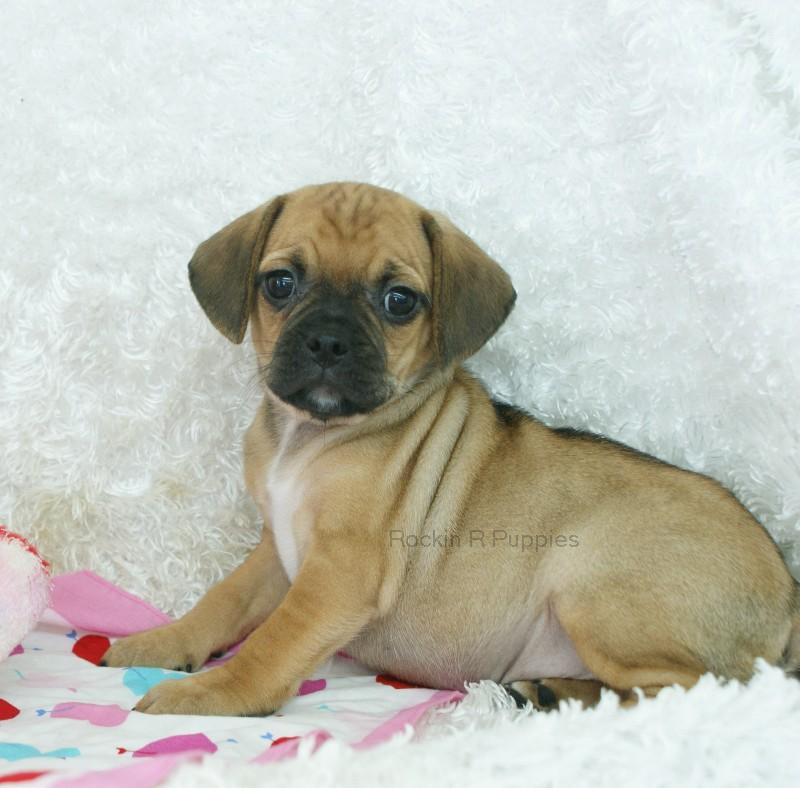 Palmer Puggle: Rockin R Puppies