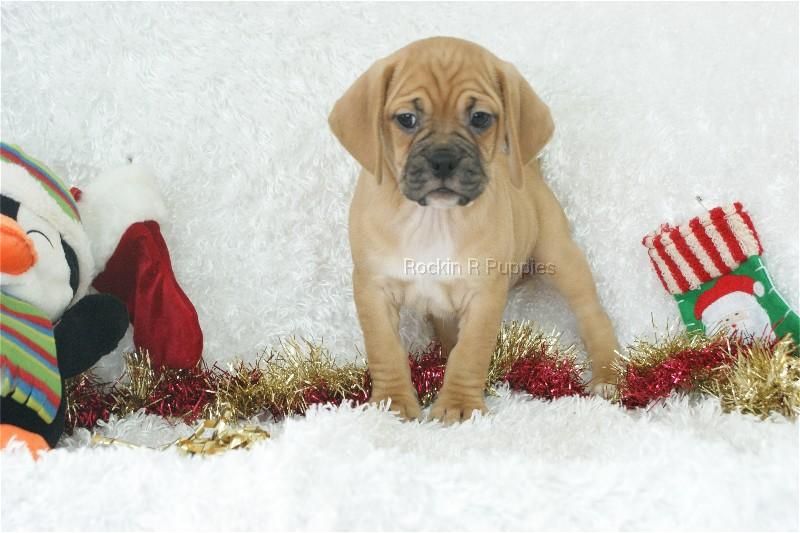 Patchy Puggle: Rockin R Puppies