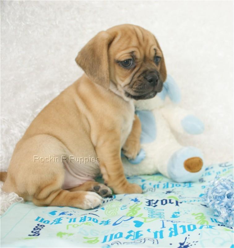 Pip Puggle: Rockin R Puppies