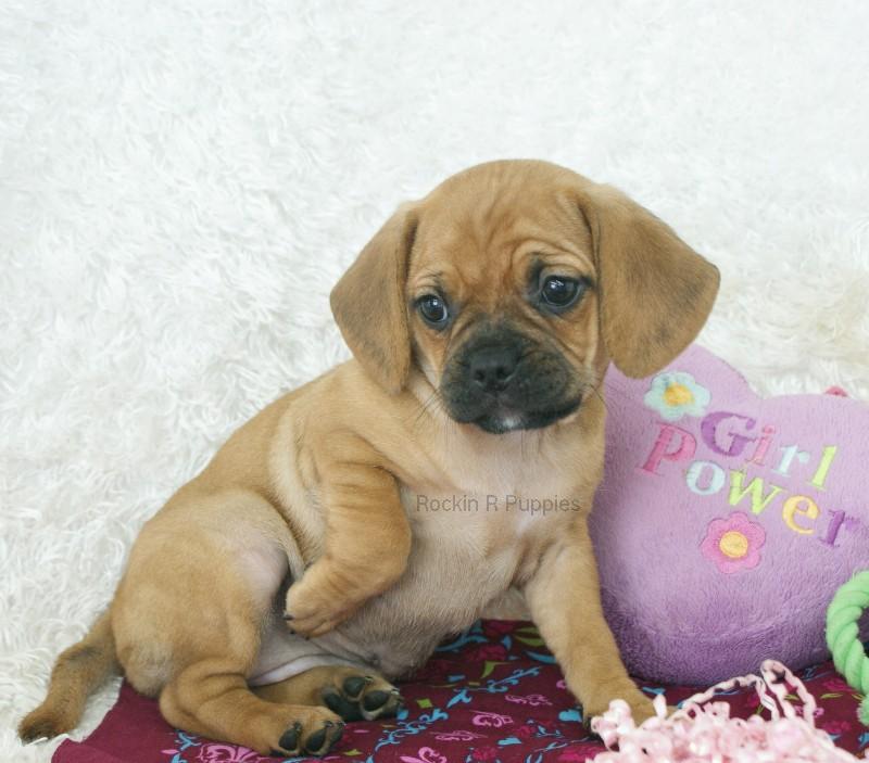 Pippy Puggle: Rockin R Puppies