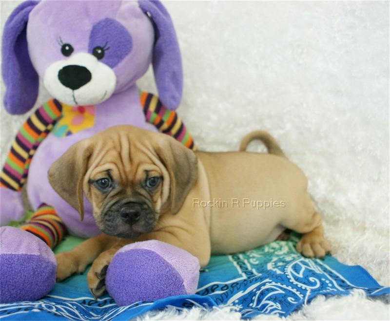 Pudge Puggle: Rockin R Puppies