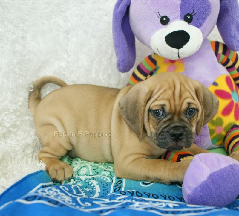 Pudge Puggle: Rockin R Puppies