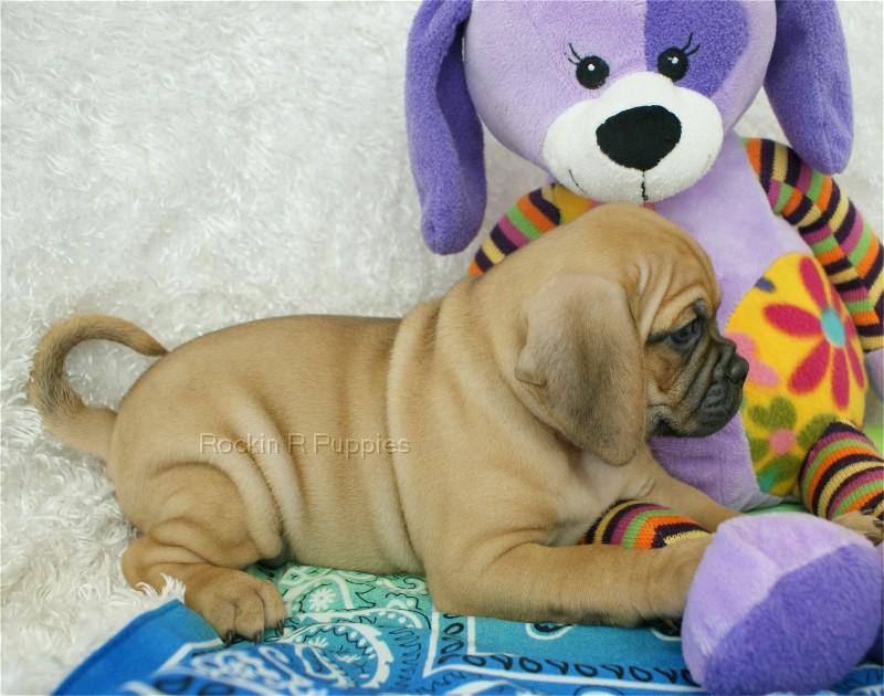 Pudge Puggle: Rockin R Puppies