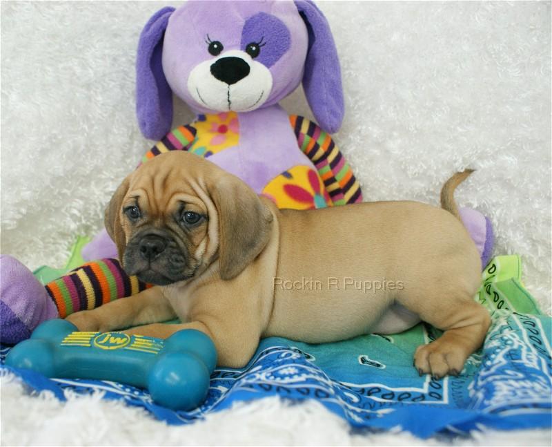 Pudge Puggle: Rockin R Puppies
