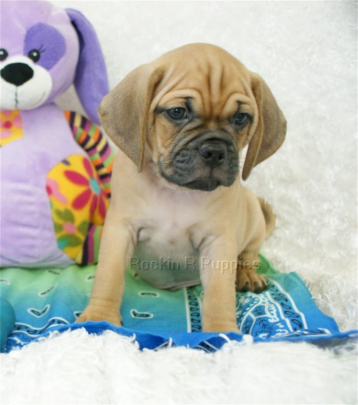 Pudge Puggle: Rockin R Puppies