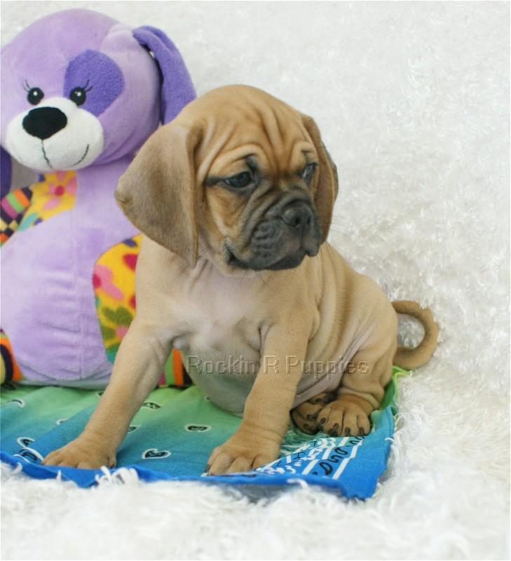 Pudge Puggle: Rockin R Puppies