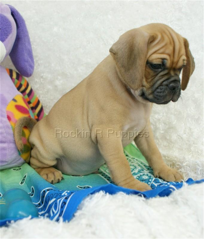 Pudge Puggle: Rockin R Puppies