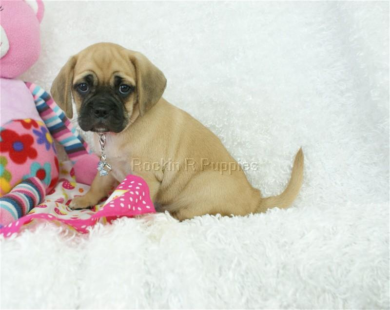 Robin Puggle: Rockin R Puppies