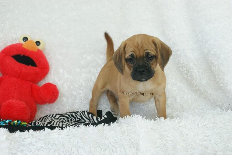 Rocky Puggle: Rockin R Puppies