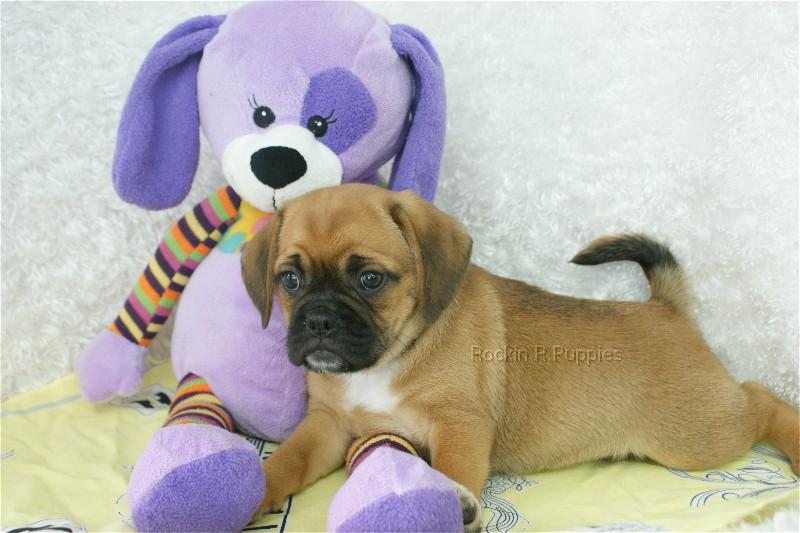 Rufus Puggle: Rockin R Puppies