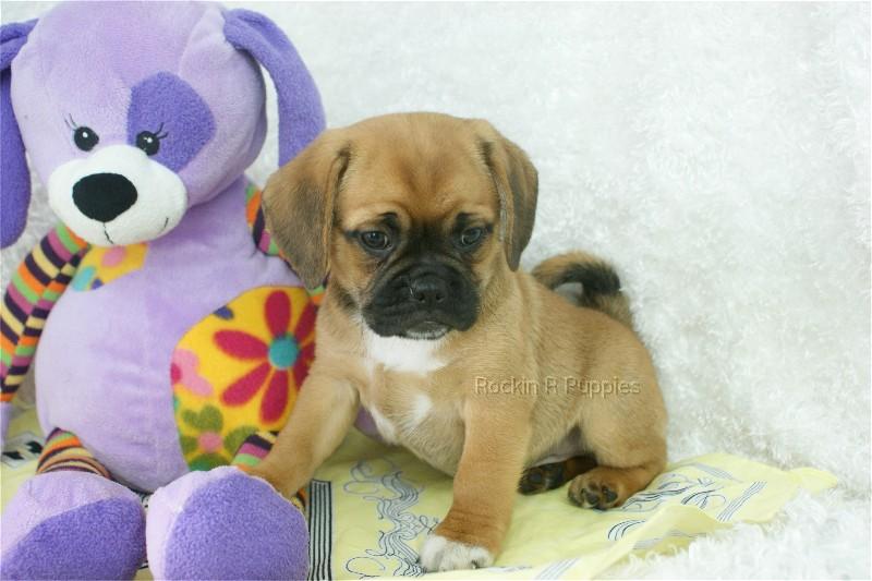 Rufus Puggle: Rockin R Puppies