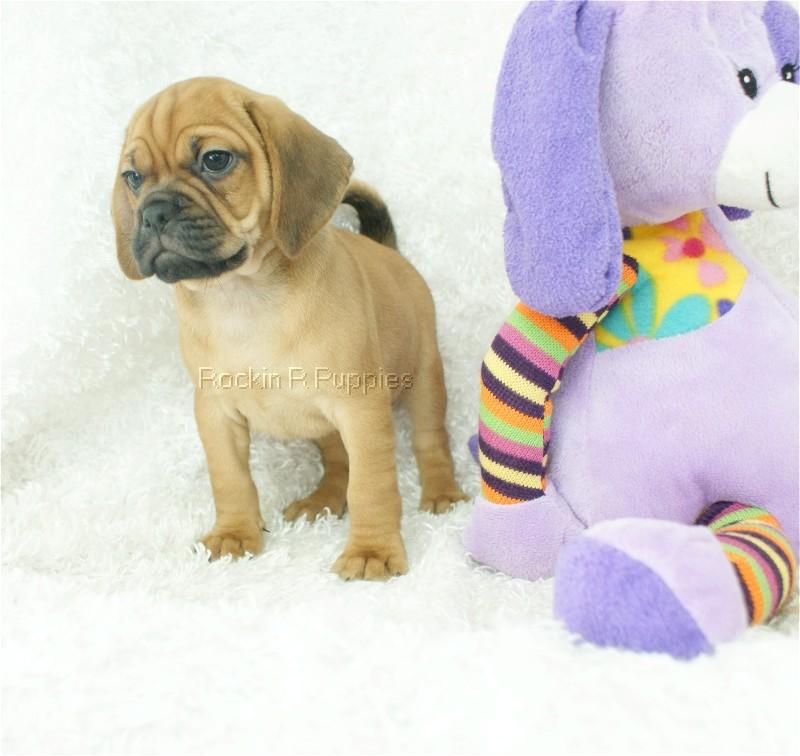 Sabastian Puggle: Rockin R Puppies