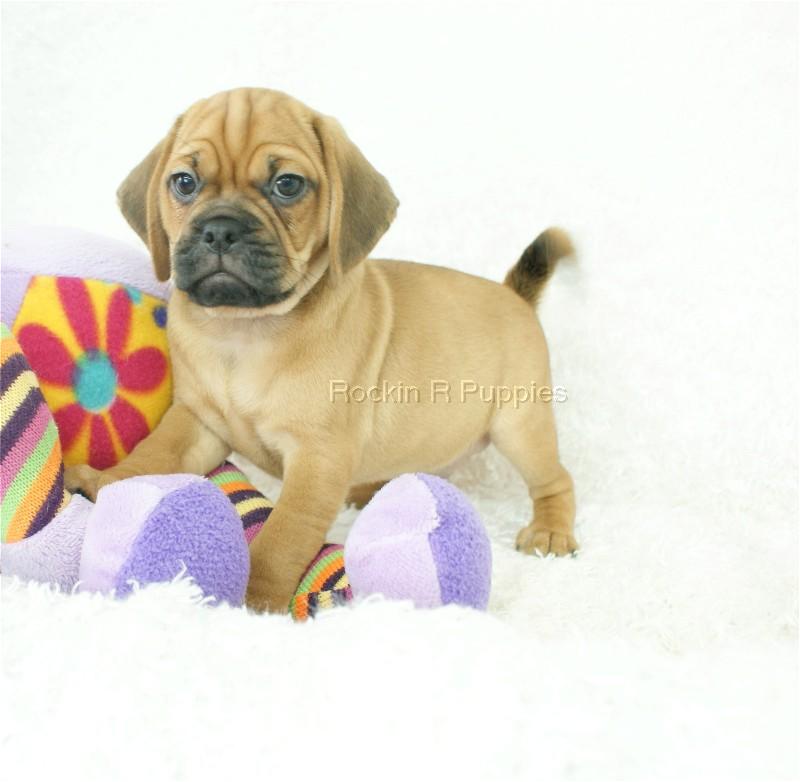Sabastian Puggle: Rockin R Puppies