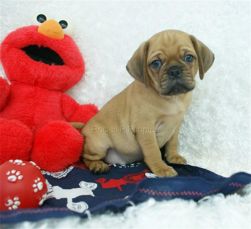 Tayson Puggle: Rockin R Puppies