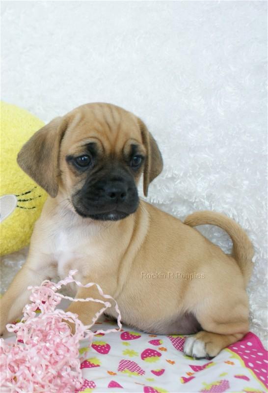Tiara Puggle: Rockin R Puppies