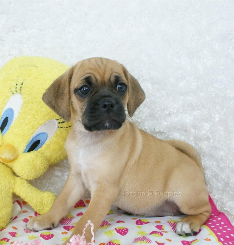 Tiara Puggle: Rockin R Puppies