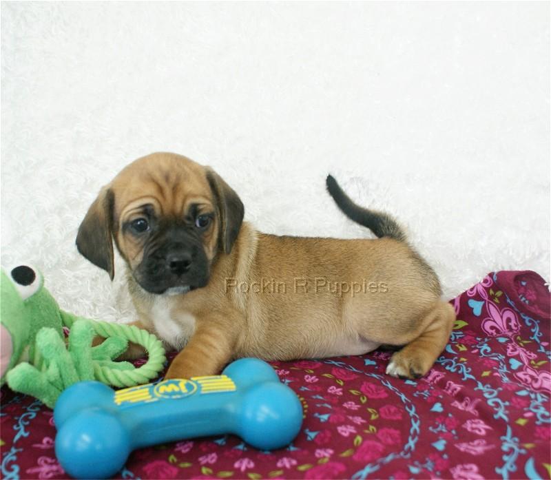 Tiger Puggle: Rockin R Puppies