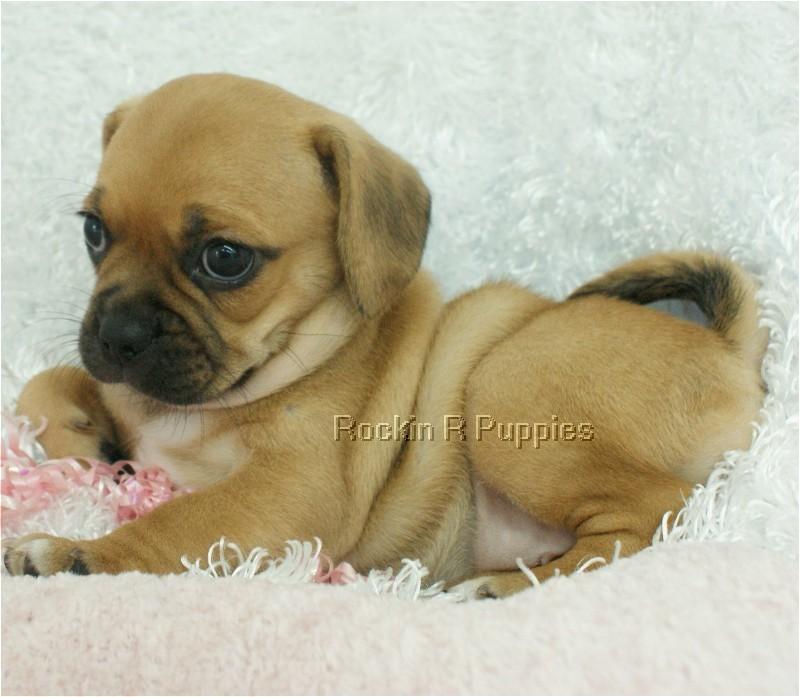Tiny Puggle: Rockin R Puppies