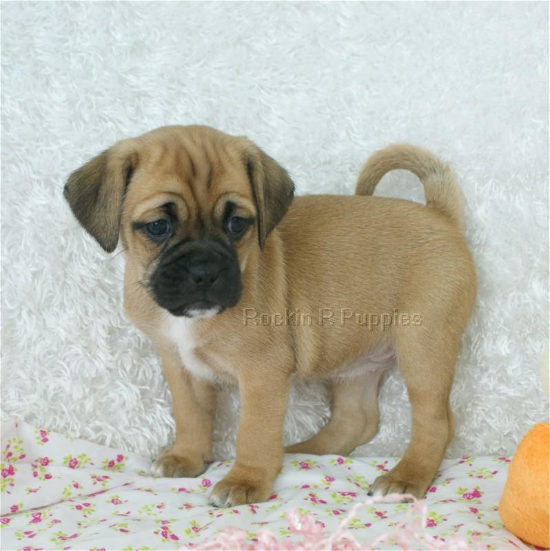 Puggle: Rockin R Puppies