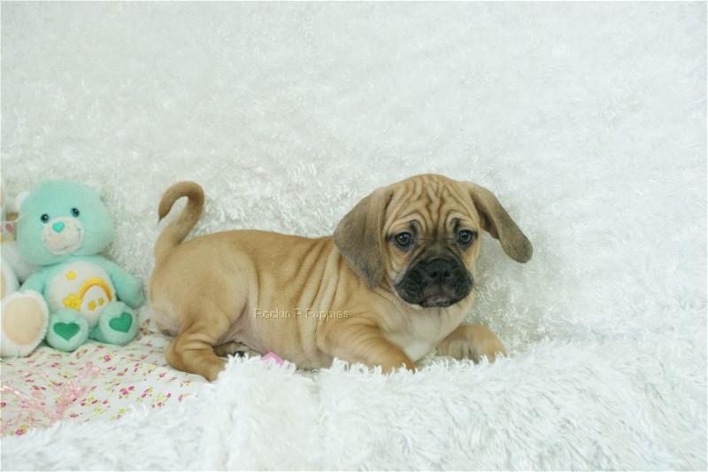 Tonya Puggle: Rockin R Puppies