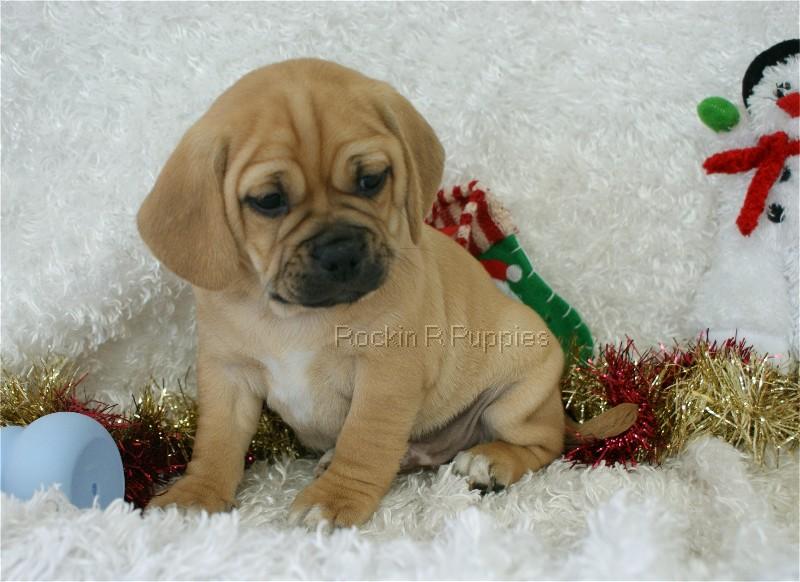 Tripp Puggle: Rockin R Puppies