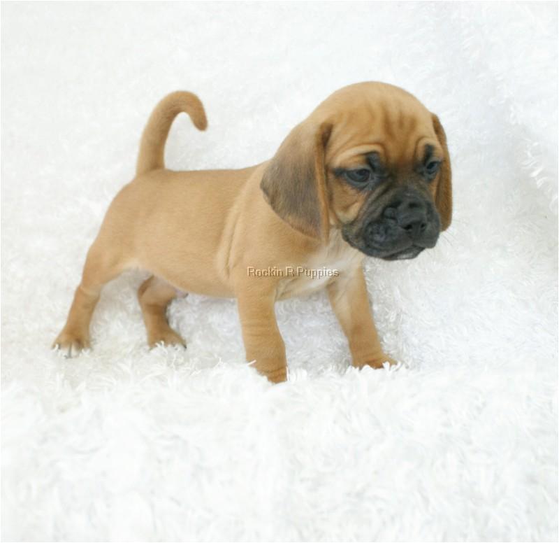 Valen Puggle: Rockin R Puppies