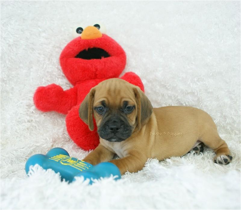 Valen Puggle: Rockin R Puppies