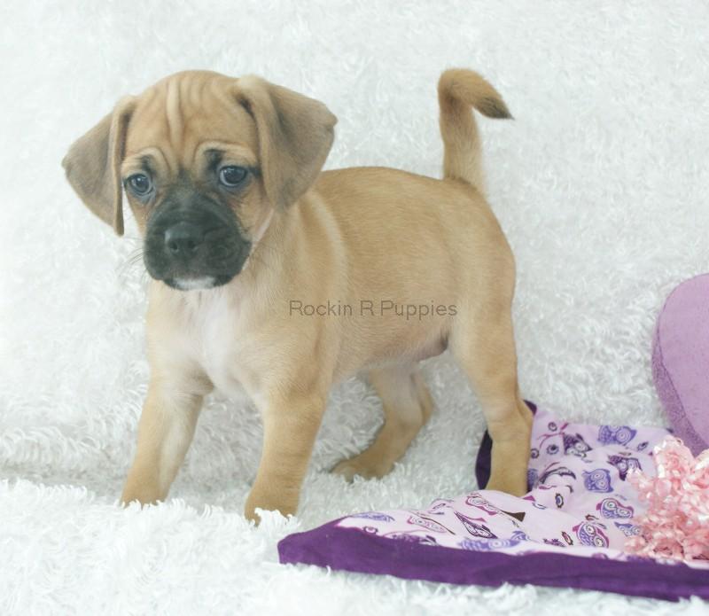 Zailey Puggle: Rockin R Puppies
