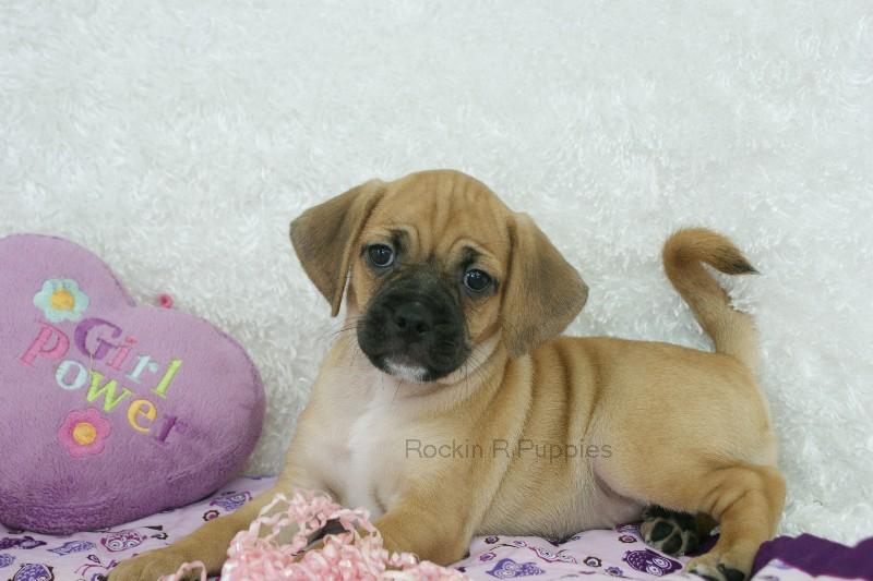 Zailey Puggle: Rockin R Puppies