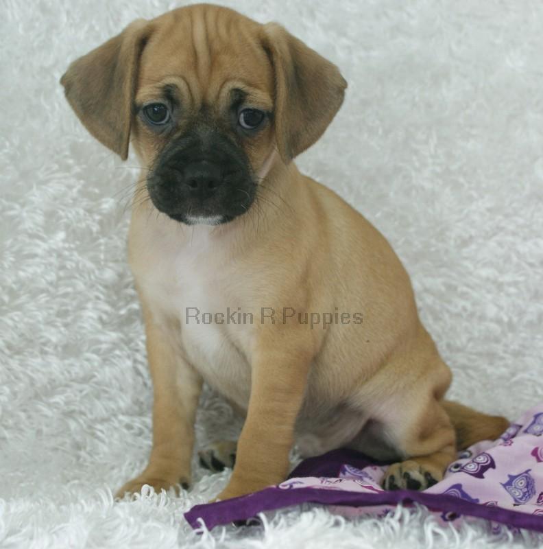 Zailey Puggle: Rockin R Puppies
