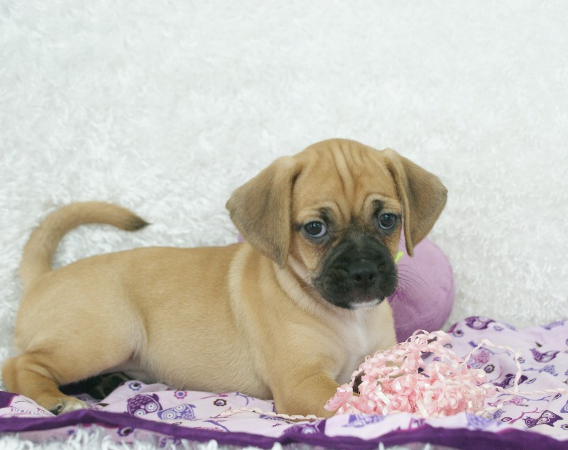 Zailey Puggle: Rockin R Puppies