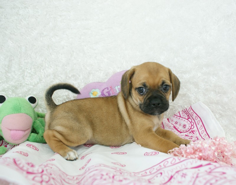 Zita Puggle: Rockin R Puppies
