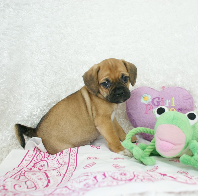 Zita Puggle: Rockin R Puppies